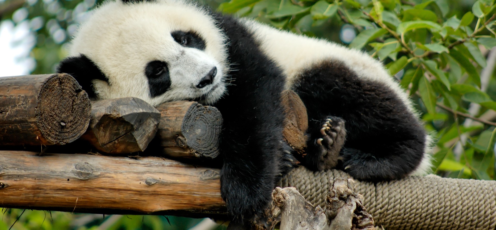 Fezes de panda viram papel higiênico na China - TudoCelular.com