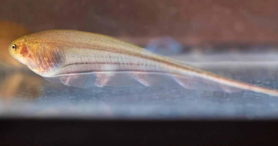 Robótica: cientistas realizam simulação de transplante de cérebro em ...